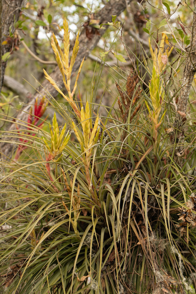 cardinal airplant in April 2021 by Riley Fortier · iNaturalist