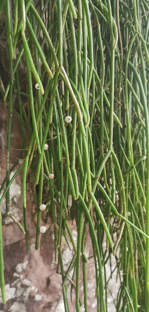 Mistletoe Cactus from Shongweni Resource Reserve, Outer West Durban ...