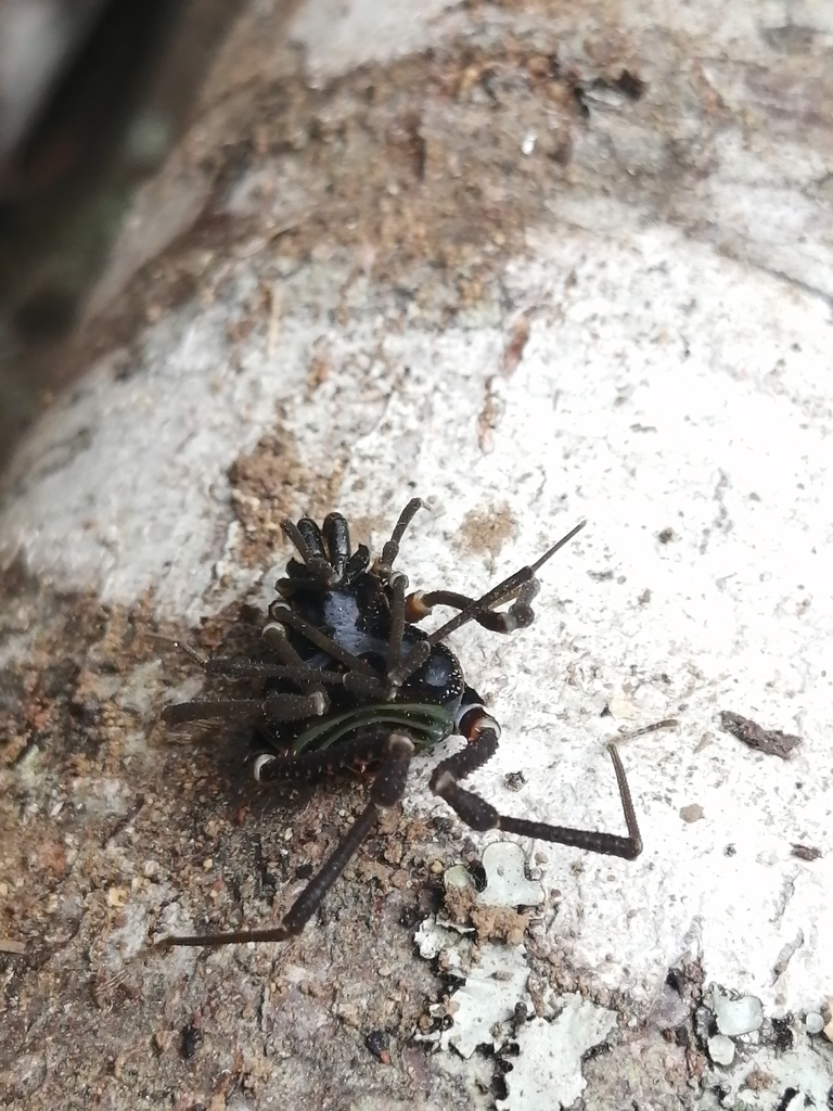 Sadocus asperatus from Pucón, Araucanía, Chile on April 5, 2021 at 11: ...