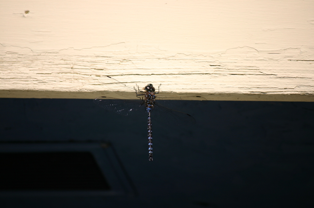 Variable Darner from Buck Lake, ON K0H 2L0, Canada on July 26, 2010 at ...