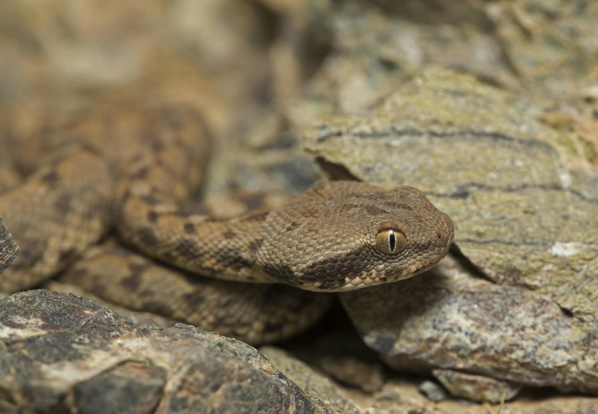 Echis omanensis Babocsay, 2004