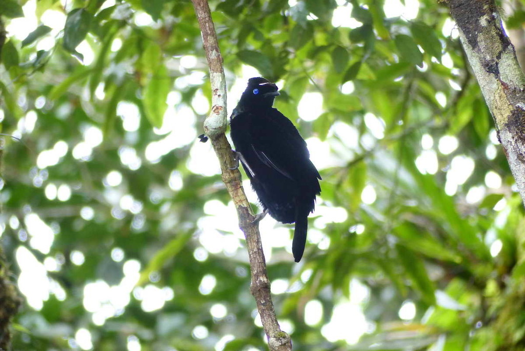 Parotias (Parotia) - Avian Discovery