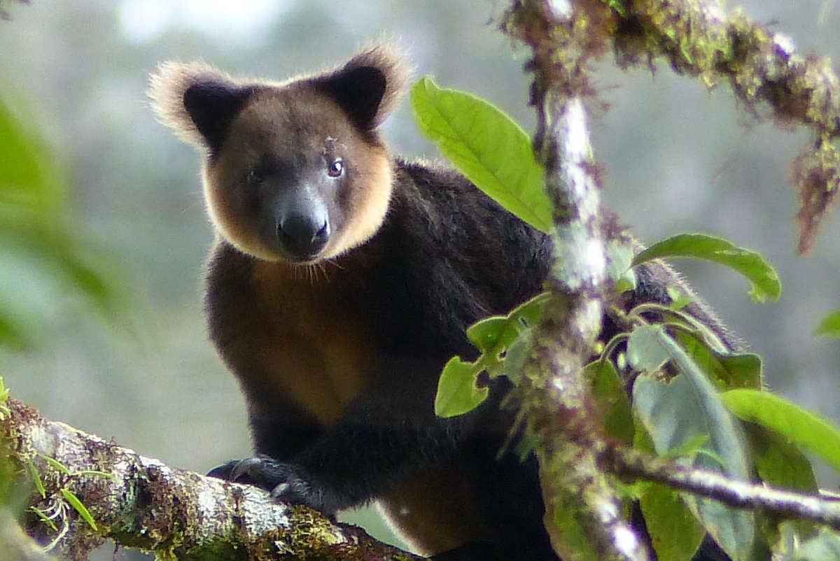 Tree Kangaroo