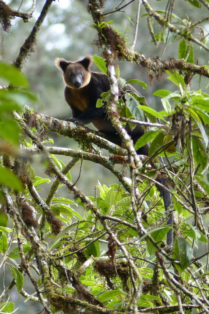 Macropods (Macropodiformes) - Know Your Mammals