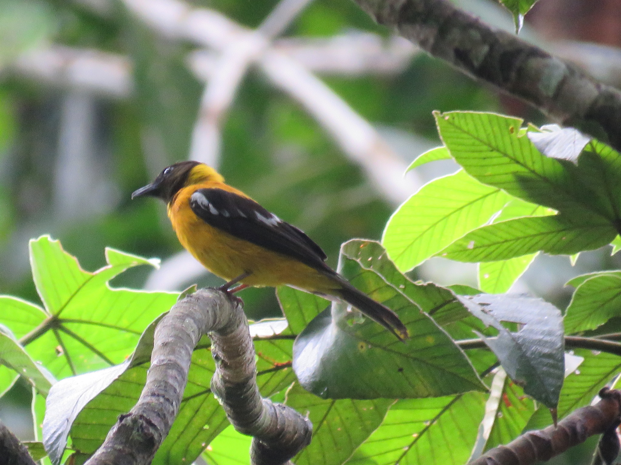Lanio versicolor (d'Orbigny & Lafresnaye, 1837)