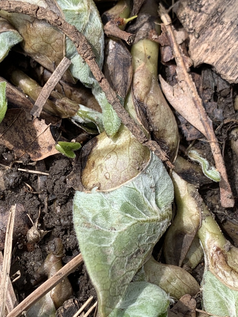 Canadian wild ginger in April 2021 by Glen Rogers. This is a Canadian ...