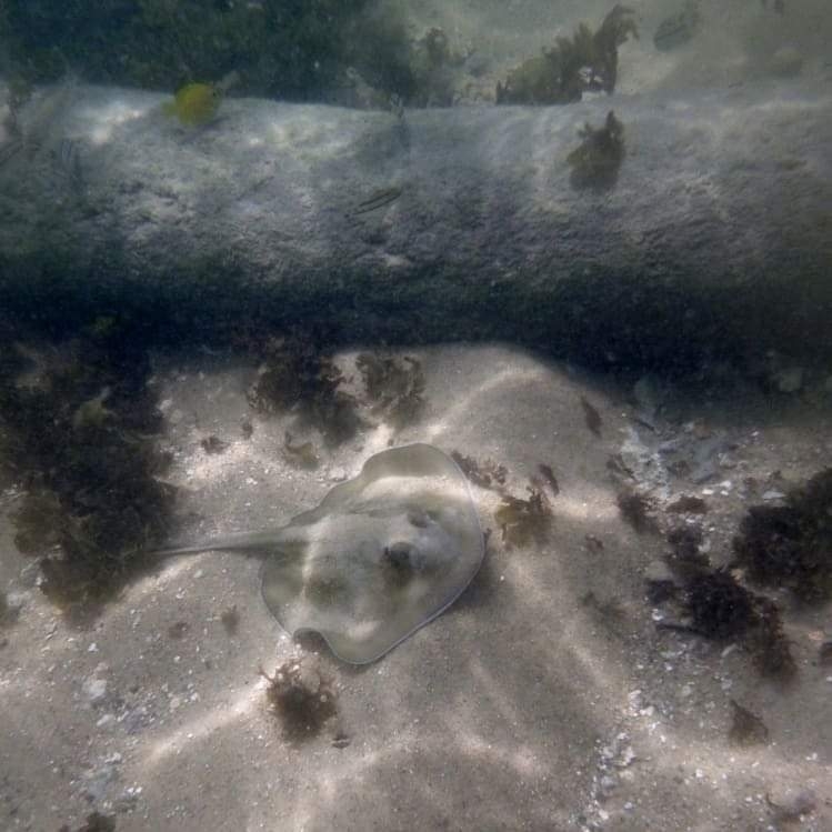 Brazilian Large-eyed Stingray (Hypanus marianae) - Marine Life ...