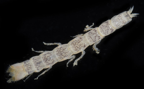 Wormpods (Anthuroidea)