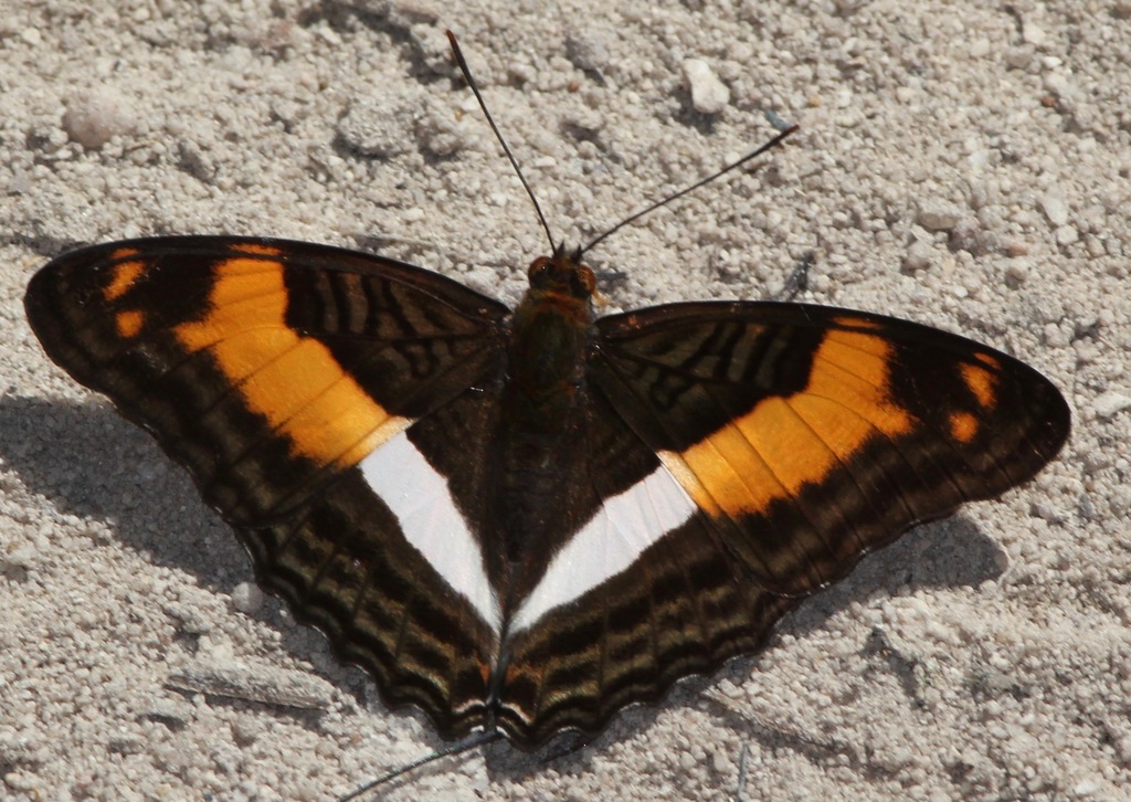 Adelpha heraclea (Butterflies Brazil) · iNaturalist