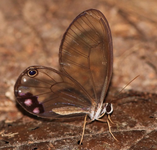 Subspecies Cithaerias andromeda bandusia · iNaturalist