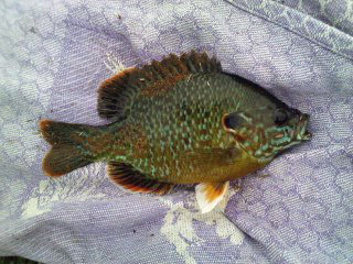 Greengill Sunfish from Sand Springs, OK, USA on April 25, 2016 at 04:10 ...