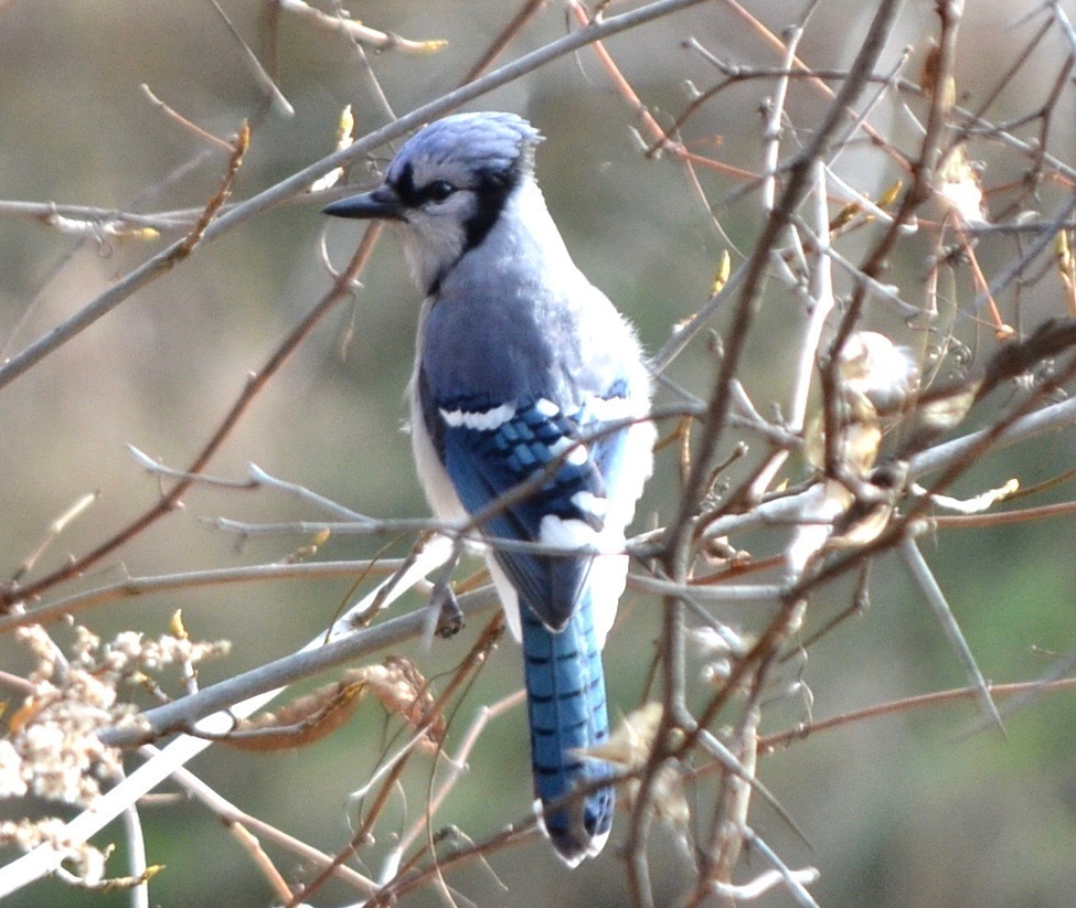 Blue Jay from Humber Arboretum, Toronto, ON, CA on November 19, 2017 at ...