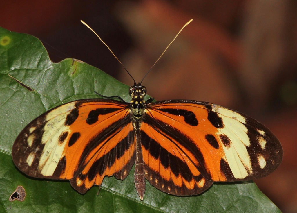 Numata longwing (Butterflies of the Osher Rainforest, California Academy of Sciences) · iNaturalist