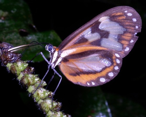 Subspecies Hypothyris leprieuri ninyas · iNaturalist