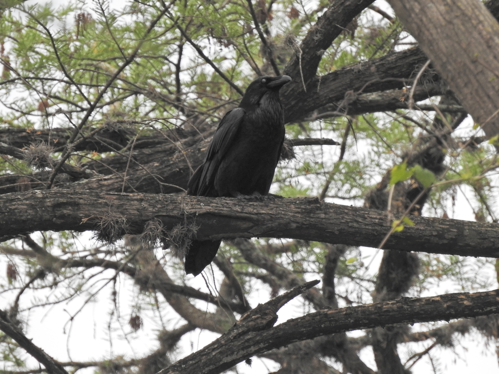 Common Raven in April 2021 by Craig Hensley · iNaturalist