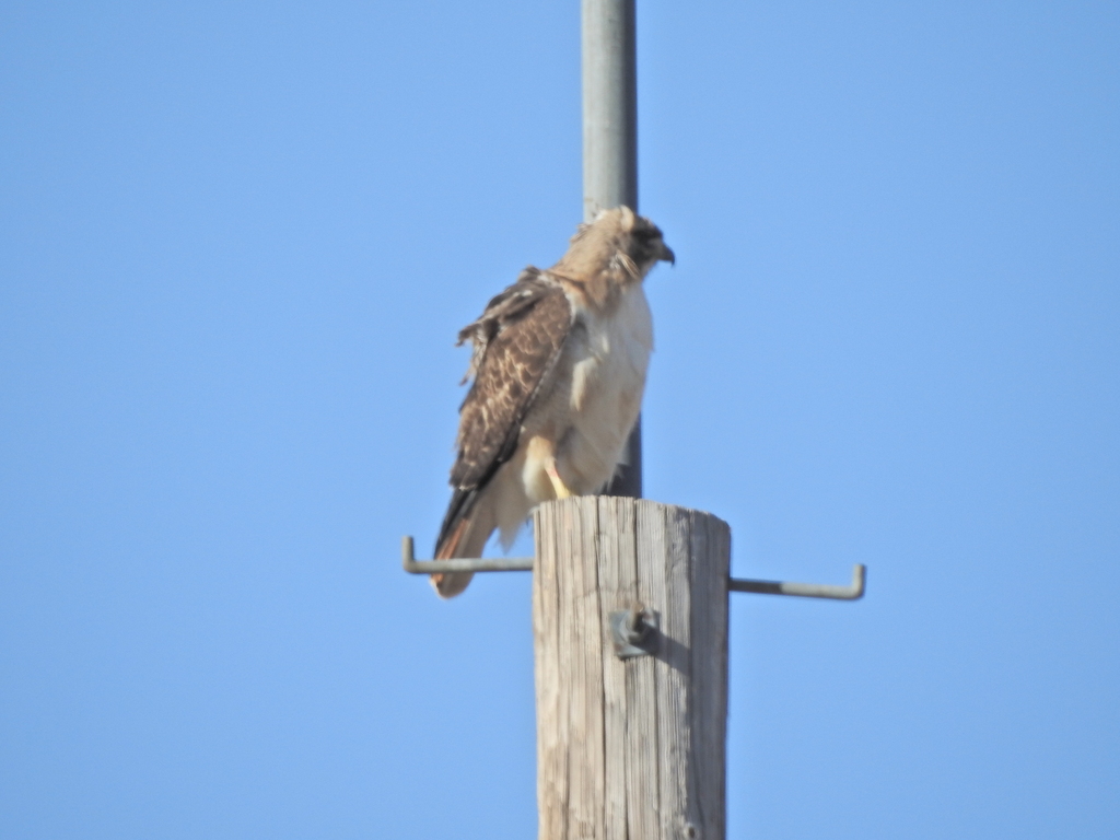 Red-tailed Hawk from Brewster County, TX, USA on March 28, 2021 at 09: ...