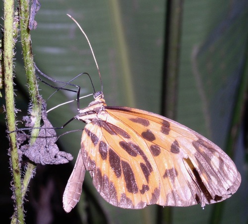 Melinaea mneme · iNaturalist