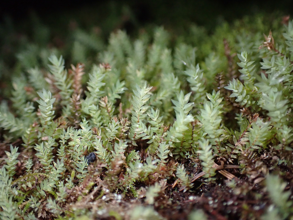 Opal Nodding Moss from Capital, British Columbia, Canada on April 5 ...