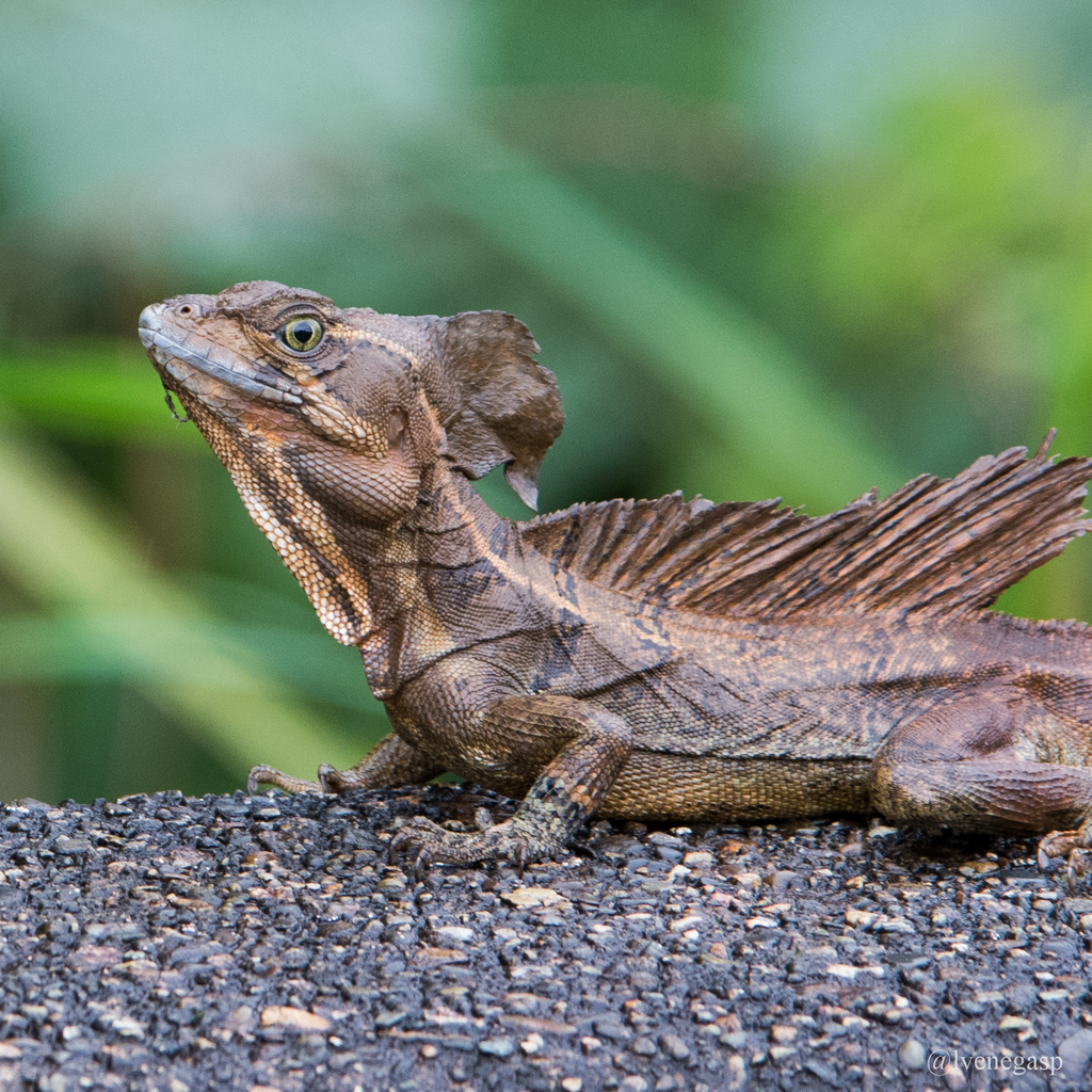 Common Basilisk (Animals of taranga Zoo captive) · iNaturalist