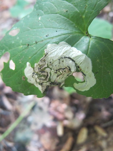 Genus Nefusa · iNaturalist United Kingdom