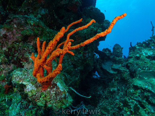 (Ptilocaulis)
