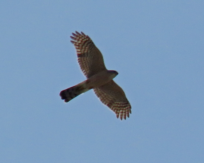 Sharp-shinned Hawk from Los Angeles, CA, USA on April 5, 2021 at 03:13 ...