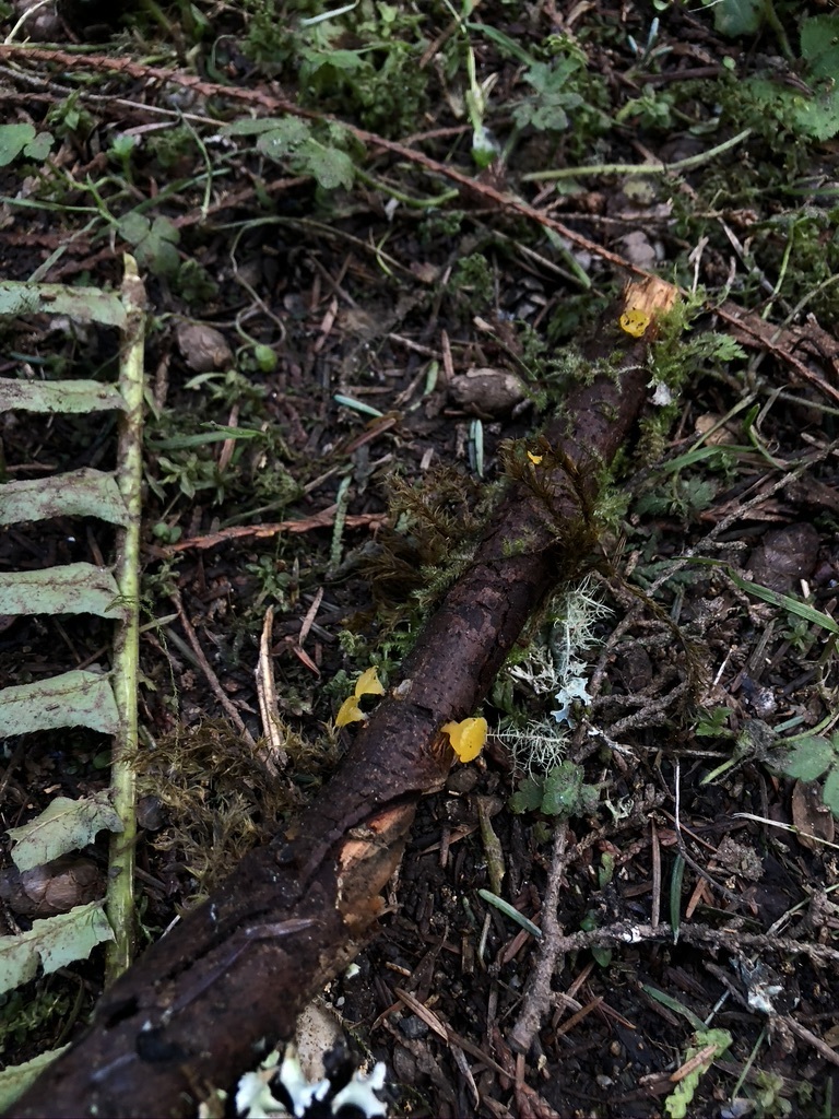 alpine jelly cone from King County, WA, USA on April 5, 2021 at 02:23 ...