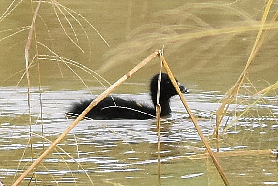 Gallinula angulata Sundevall, 1850