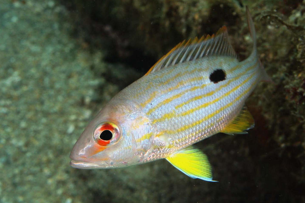 Lane Snapper (A Guide To North Carolina's Marine Life.) · iNaturalist