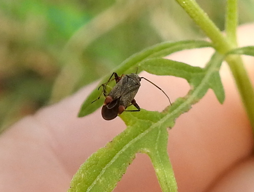 Polymerus in November 2017 by Kai Joaquin · iNaturalist