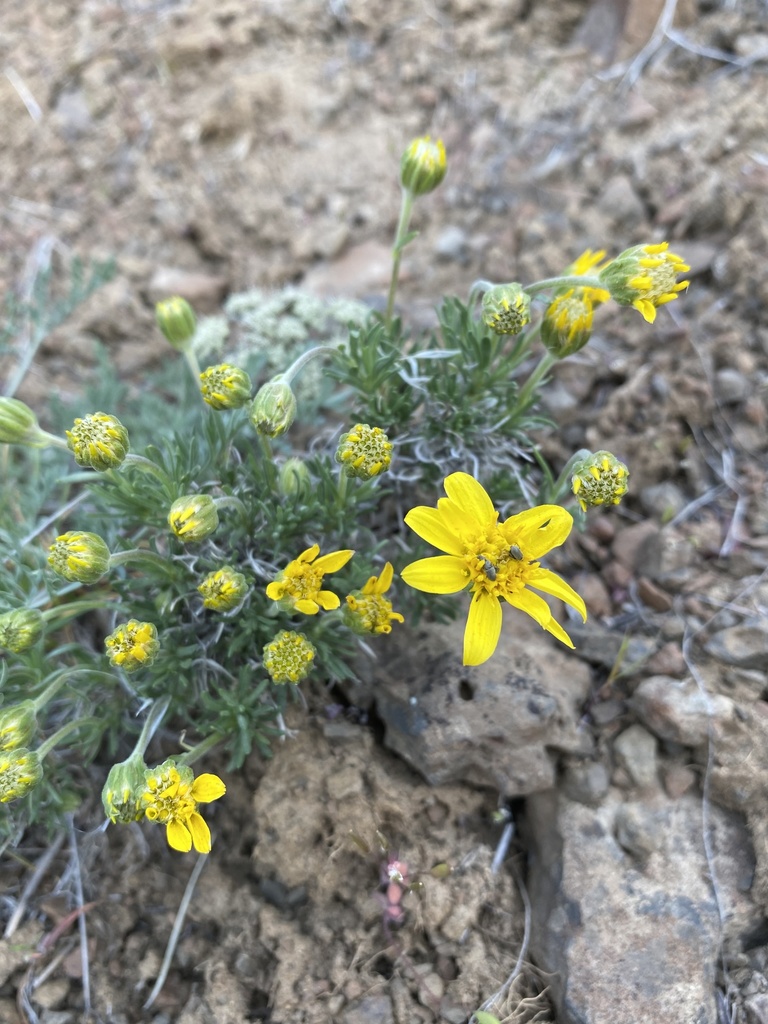 Narrowleaf Goldenweed from Yakima, WA, US on April 4, 2021 at 04:42 PM ...