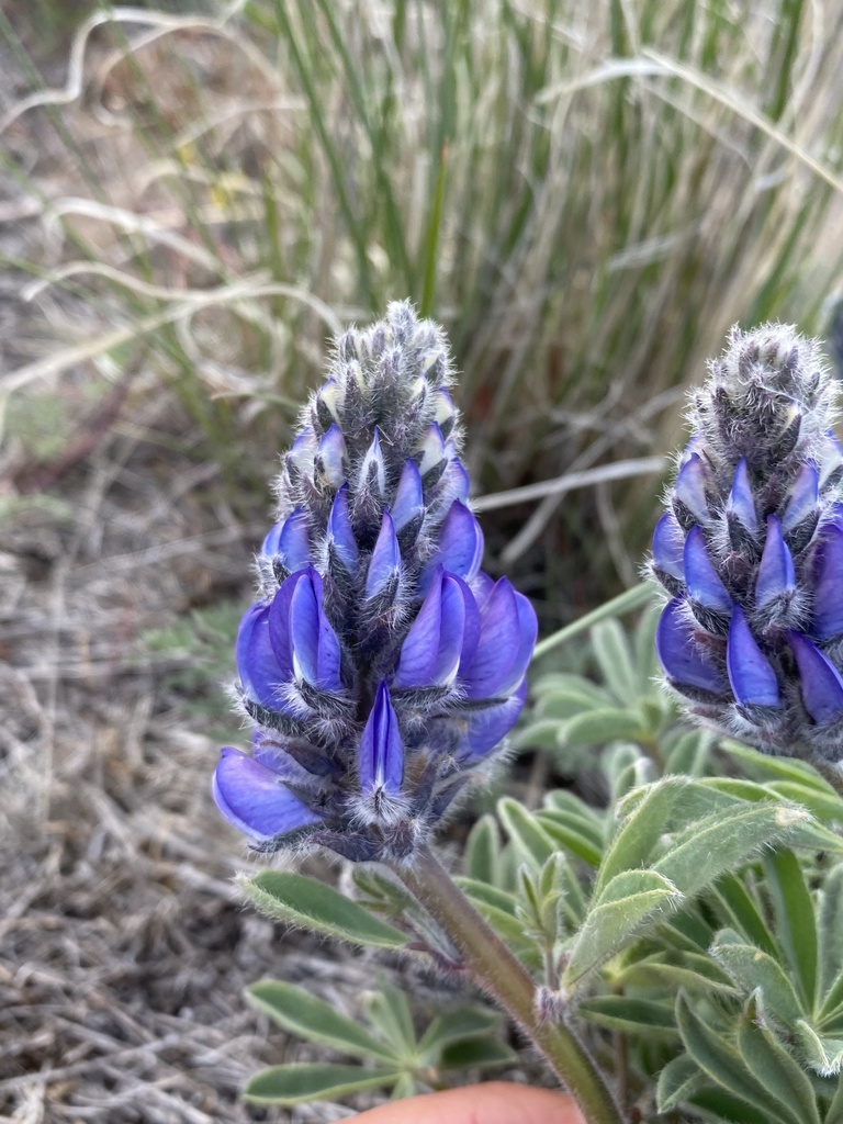 rock lupine from Yakima, WA, US on April 4, 2021 at 05:27 PM by Matt ...