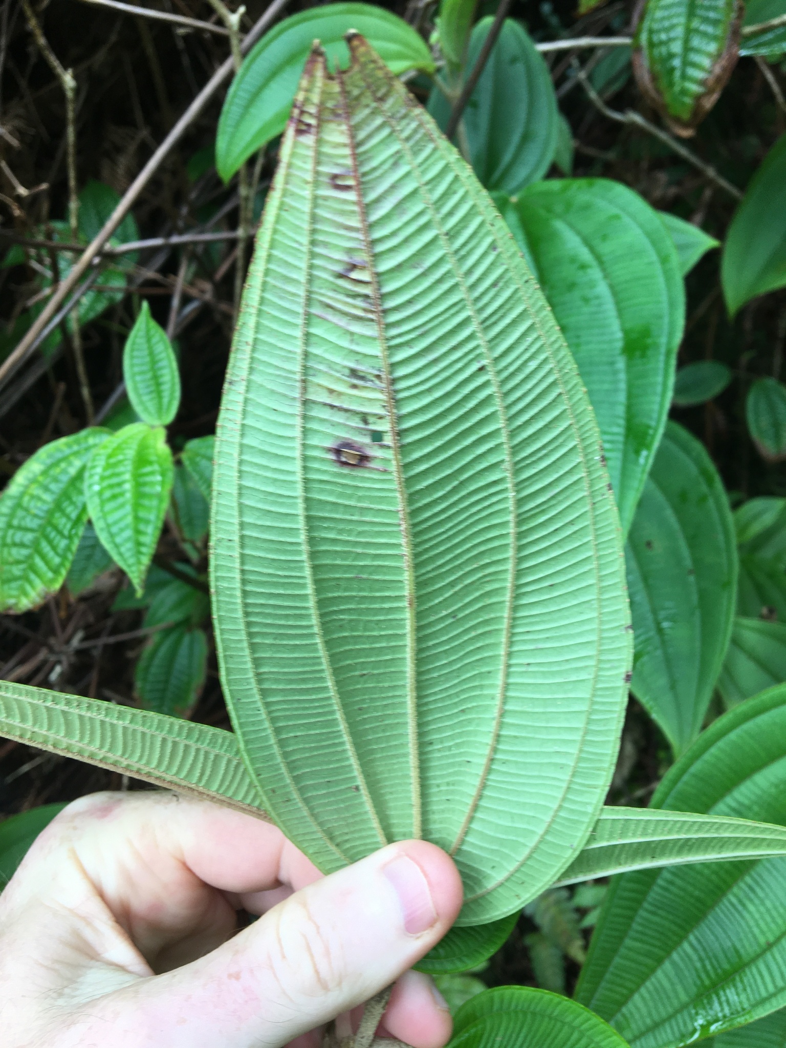 Oxyspora paniculata (D.Don) DC.