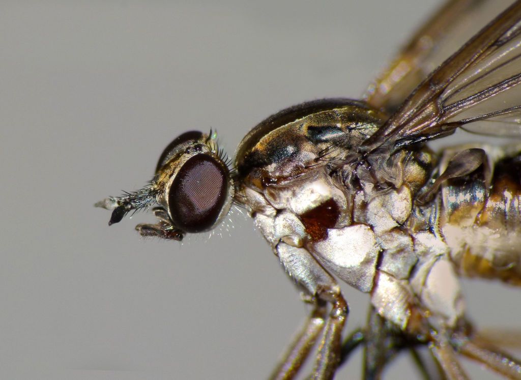 Ectinorhynchus micans from Dunedin - Fraser's Gully on November 18 ...