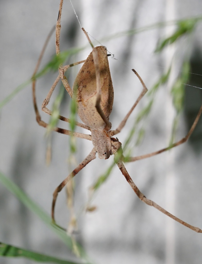 Rufous Net-casting Spider from Monbulk VIC 3793, Australia on April 2 ...