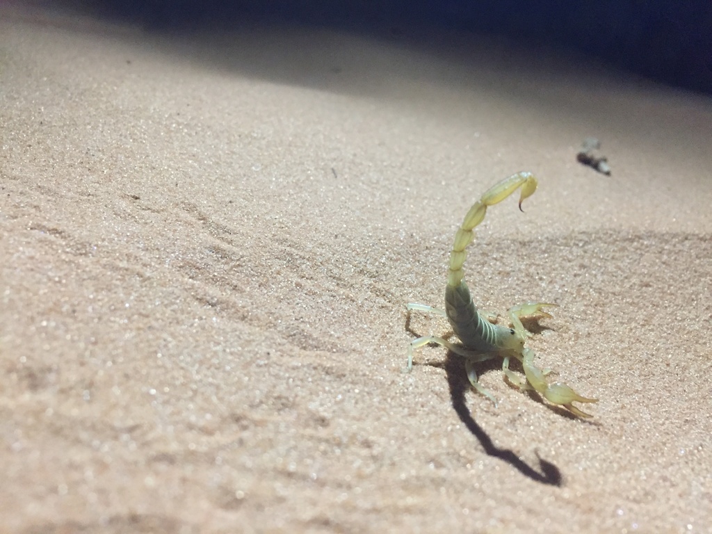 Paruroctonus from Saint George, UT, US on May 24, 2020 at 09:27 PM by ...