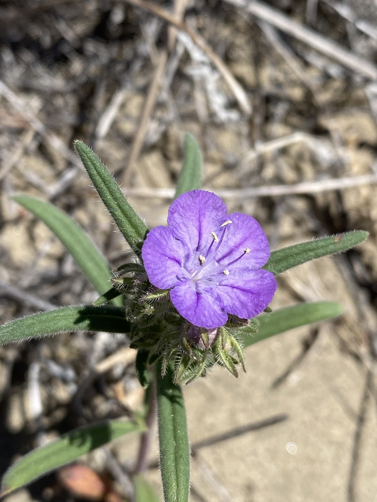 Linearleaf Phacelia from SR-26, Royal City, WA, US on April 5, 2021 at ...