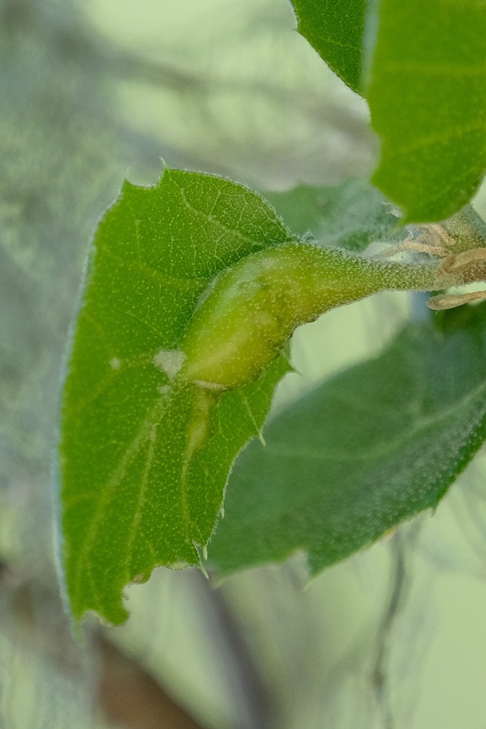 Live Oak Petiole Gall Wasp from Edgewood Park & Natural Preserve ...