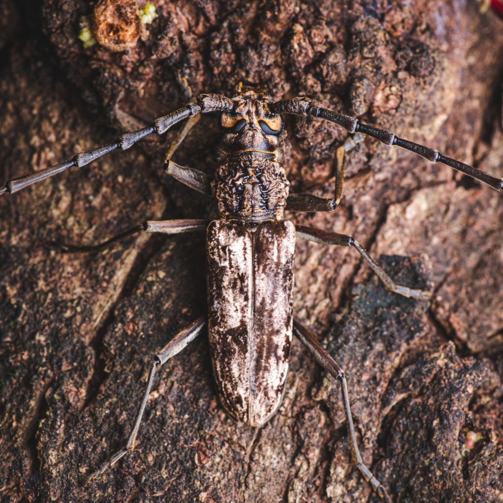 Trirachys indutus in January 2021 by Reynante Martinez · iNaturalist