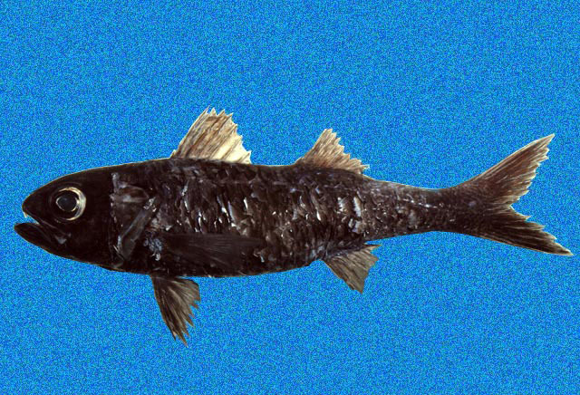 Japanese Sharptooth Bass (Synagrops japonicus) - Marine Life Identification