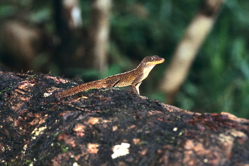 Anolis oculatus winstonorum from La Plaine, Dominica on October 15 ...