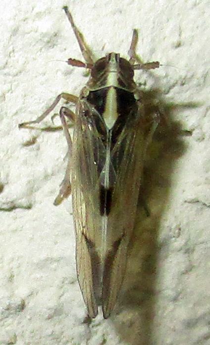 True Bugs, Hoppers, Aphids, and allies from Serowe Botswana on February ...