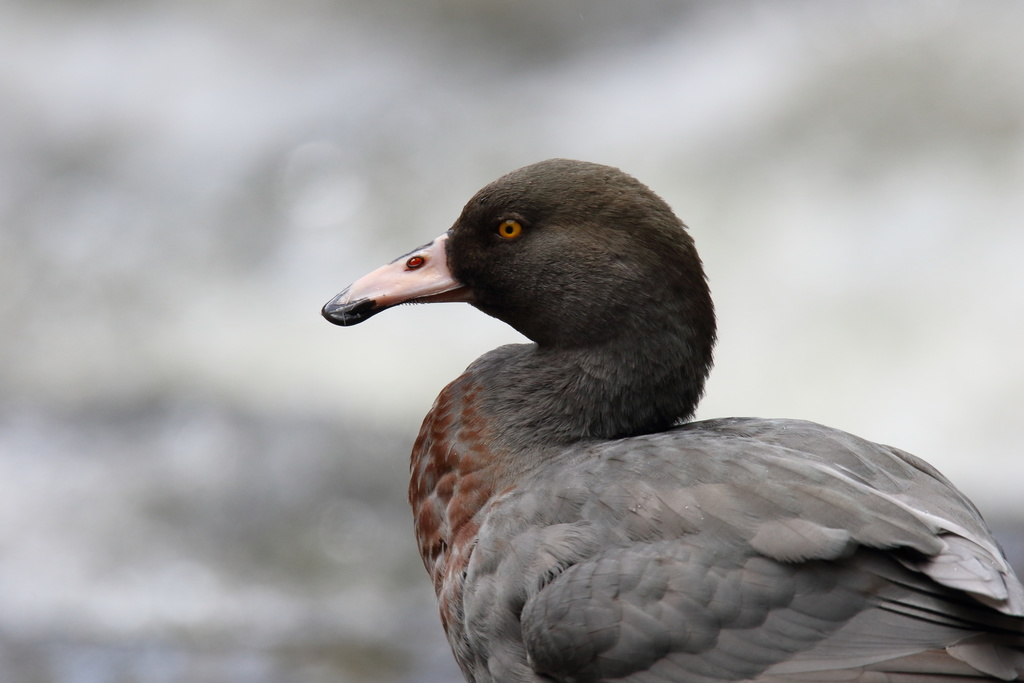 Blue Duck on January 18, 2021 at 12:22 PM by Jacob Littlejohn. Loud ...
