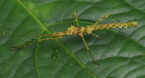 Genus Andropromachus · iNaturalist