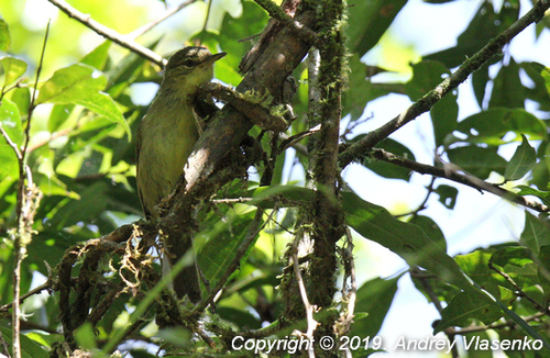 Subespecies Xanthomixis zosterops zosterops · Naturalista Costa Rica