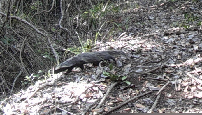 Lesser Grison in February 2021 by Denisse del Campo · iNaturalist