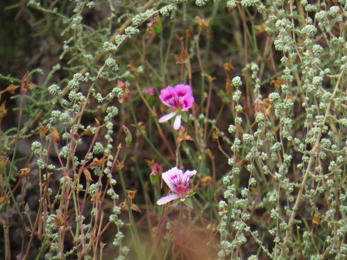 Photo 119301134, (c) Jeremy Gilmore, some rights reserved (CC BY ...