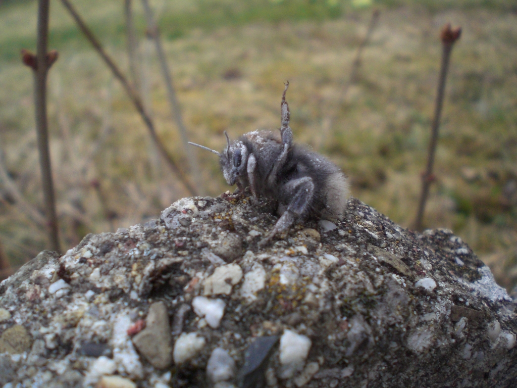 Tree Bumble Bee in March 2010 by Mireille JACQUES. Tombé dans les ...