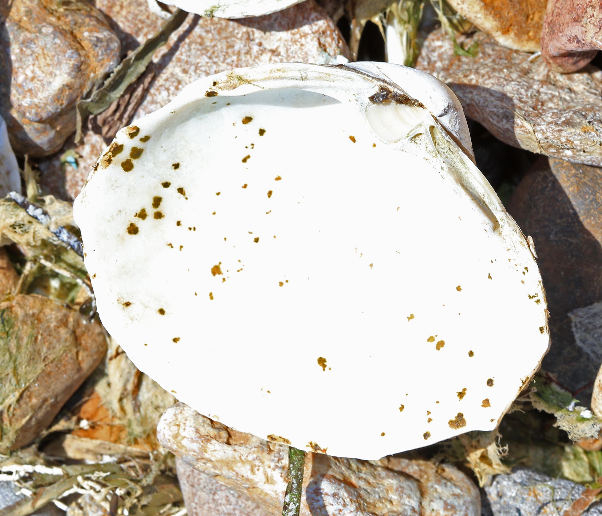 Spisula sachalinensis (Schrenck, 1862)