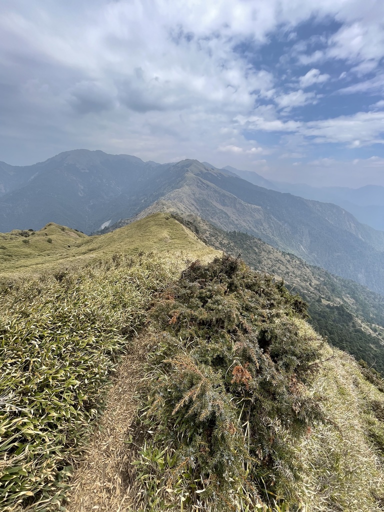 Formosan juniper (Juniperus formosana) - Botanical Realm